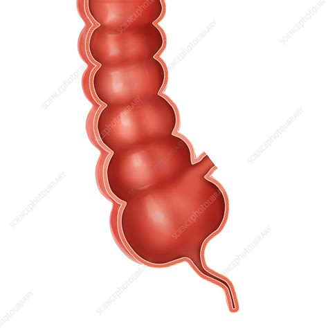 Human Appendix Illustration Stock Image F0122163 Science Photo