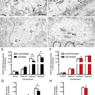 Sex Differences In The Distribution Of CRFR1 SIG Particles In CA1 Download Scientific Diagram