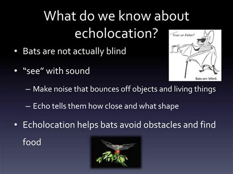 PPT Batty About Echolocation PowerPoint Presentation Free Download ID 2836331