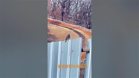 양진이 계양산 Youtube