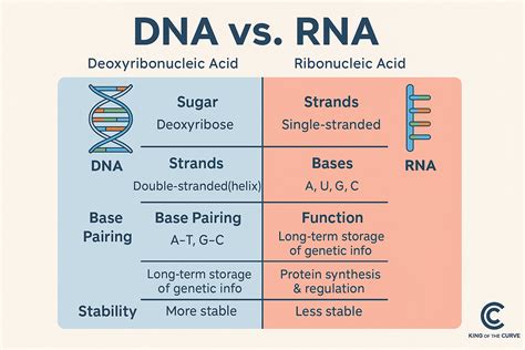 🧬 Dna Vs Rna — Key Differences You Must Know — King Of The Curve