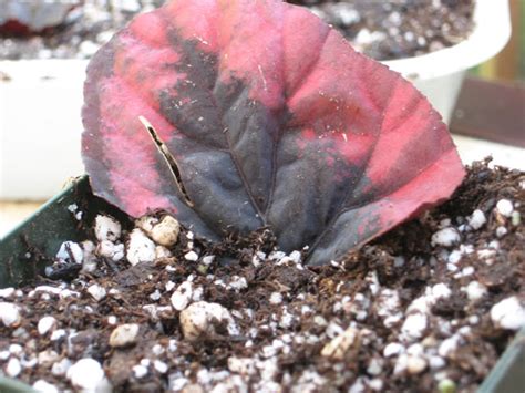 Rex Begonias How To Grow Propagate And Care For Begonia Rex Plants Garden Helper Gardening