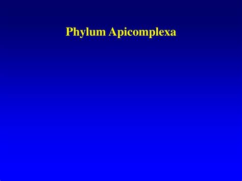 Ppt Phylum Apicomplexa Powerpoint Presentation Free Download Id