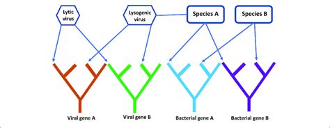 A Simple Diagram Of The Phylogenetic Forest Of Gene Trees With