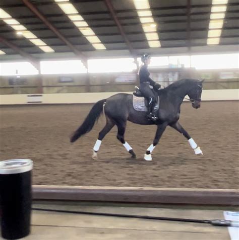 Tamara Egglestone Equestrian