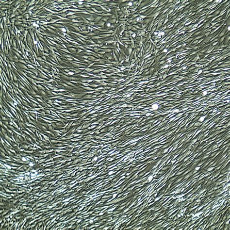 Hdf Human Dermal Fibroblasts Neonatal Cellsystems®