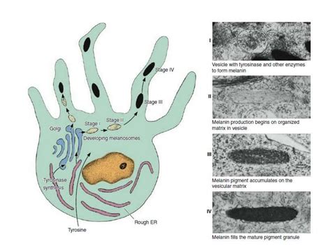 L1 Skin Science Of Epidermis Dermis And Subdemis Histology And Molecular Biology Of The Skin Ppt
