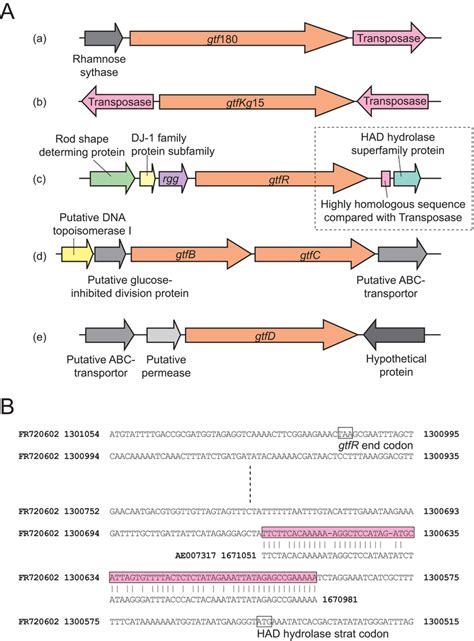 schema of sequences surrounding the gtf gene a genomic location download scientific diagram