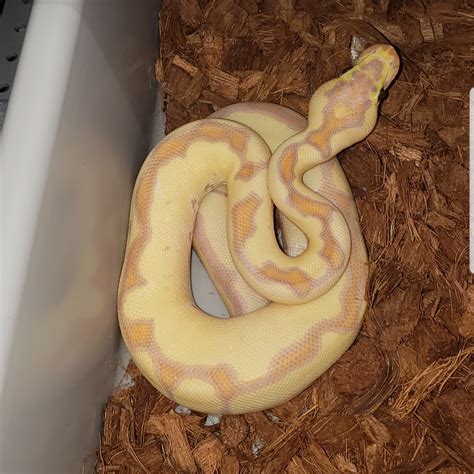 Banana Enchi Clown Female Maker Ball Python By High Quality Ballz