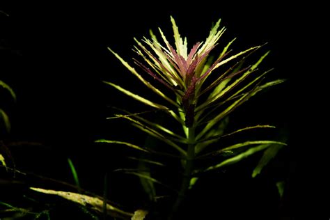 Limnofila Pachnąca • Limnophila Aromatica