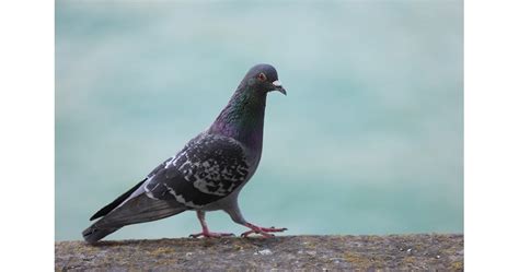 Няма птичи грип според пробите от умрели диви гълъби край село Странджа Български Фермер