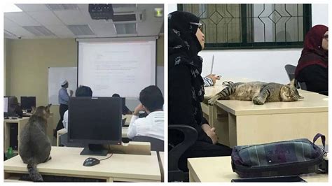 Cat Enters Classroom At Malaysian University And Falls Asleep Because