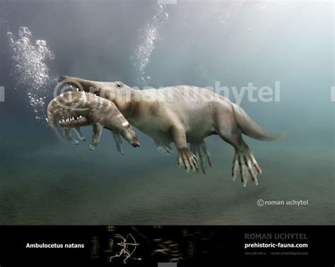 Ambulocetus Facts And Pictures