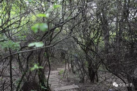 長治市長子縣羊頭山景區漫山遍野的綠意 每日頭條