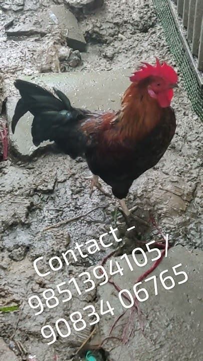 Desi Murgi দেশী মুরগি Chicken Murgipalon Birds Youtube