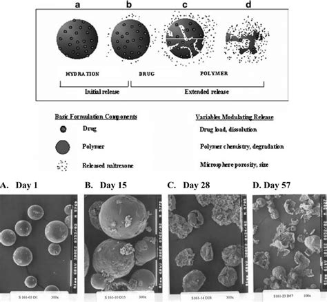 2 A Components Of Extended Release Naltrexone And The Variables