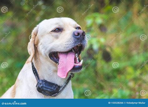 Labrador Long Tongue At Eula Lofgren Blog