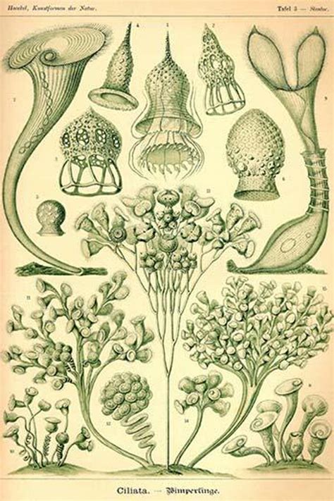 Ciliata Class Of Protozoa Having Cilia Or Hairlike Appendages On Part