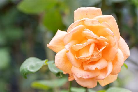 Poms Favorites Flickr