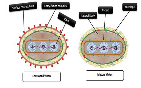 Structure Of The Capripox Virus Download Scientific Diagram