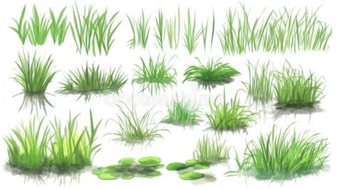 Picture Of Assorted Ornamental Grasses With Identified And Labeled