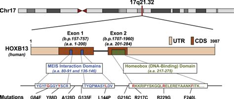 Hoxb13 Mutations And Binding Partners In Prostate Development And Cancer Function Clinical