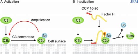 Activation And Inactivation Of The Alternative Complement Pathway A