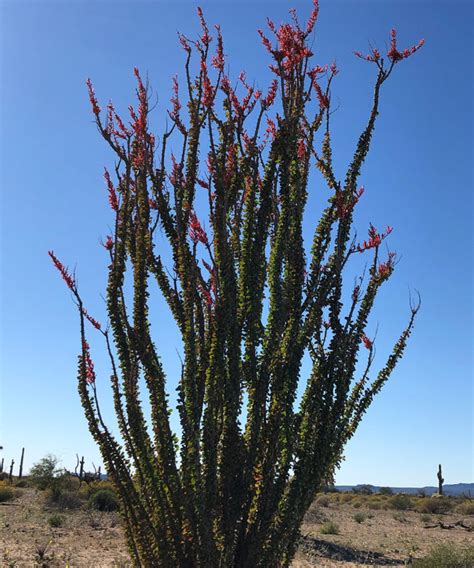 Ocotillo Is A Native Shrub You Need To Grow Fine Gardening