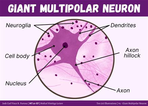 Multipolar Neuron Histology Labeled