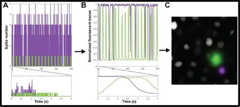Creating Simulated Calcium Imaging Datasets A An Example Simulated