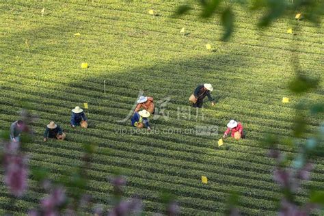 湖北秭归春花相伴采茶忙 人民图片网