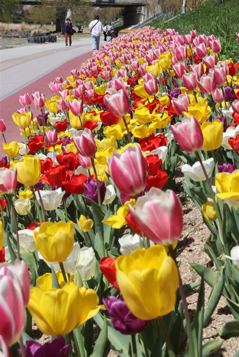 카메라 속 세상 화려한 튤립 꽃길 조성 경북신문