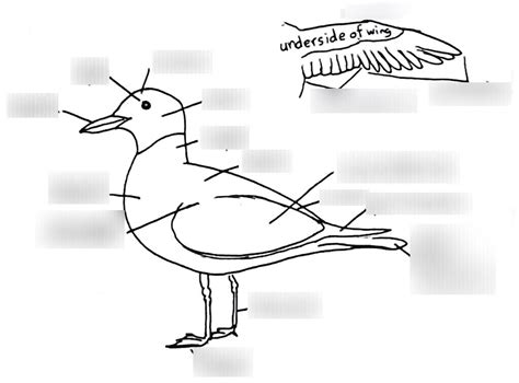 Bird Diagram Exterior Exam 3 Diagram Quizlet