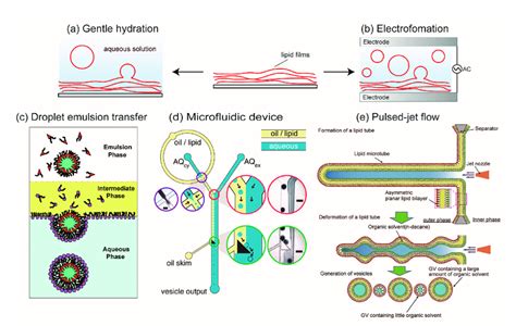 Illustration Of Giant Liposome Formation A Gentle Hydration Method Download Scientific Illustration Of Giant Liposome Formation A Gentle Hydration Method Download Scientific