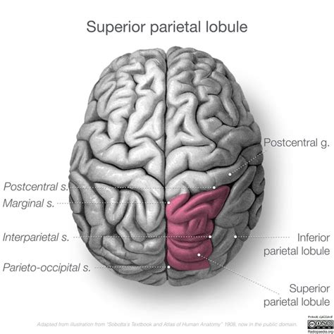 Sub Parietal