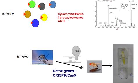 Screen For Novel Insecticide Synergists Infravec2 H2020 No Cost Vector Products