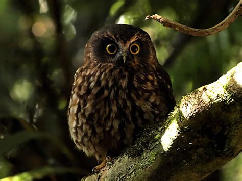 Morepork Ruru Close Encounter We Were In The Hills Above D Flickr