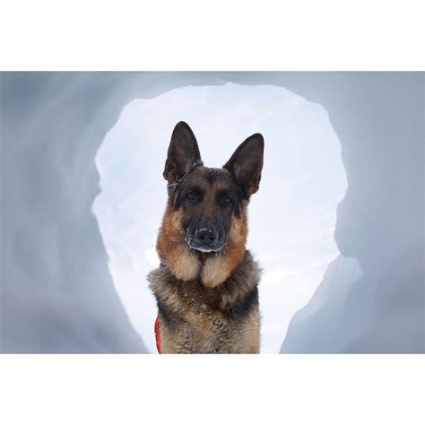 Pdsas Winter Advice To Keep Your Pet Safe Through The Cold Season Pdsa