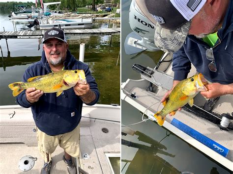 Angler Catches Golden Bass From Michigan Lake Outdoor Life