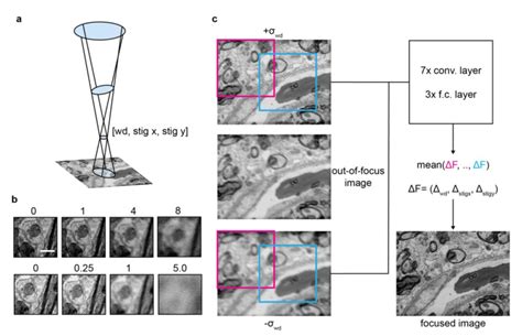 Sem Beam Formation And Deepfocus Algorithm A Schematic Of The Electron