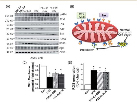 Figure 1 From Self Assembled Dipeptide Based Fluorescent Nanoparticles As A Platform For