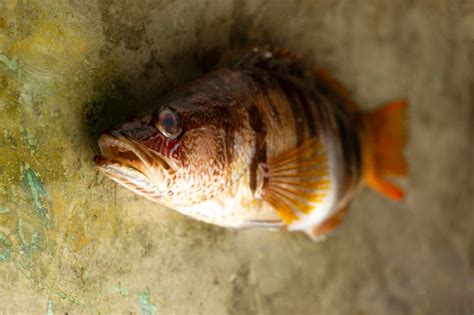 Grouperhamour Freshcutsfccoventry Ltd