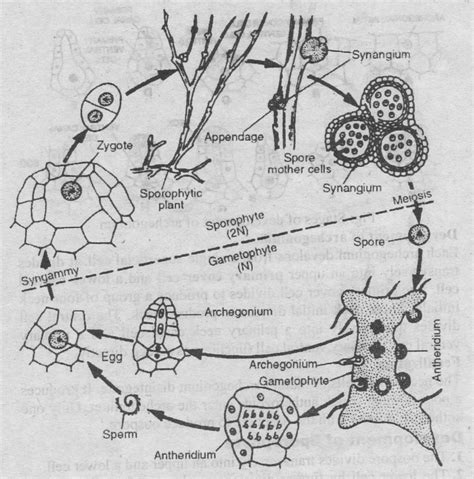 Psilotum Life Cycle Alternation Of Generation
