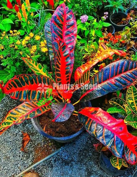 Krotan Collection Plants And Seeds