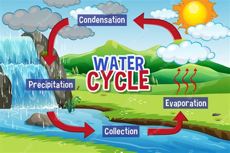 Water Cycle 3798889 Clipart Library