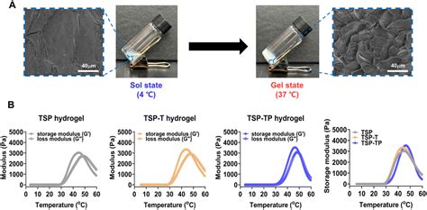 Thermo Responsive Hydrogel Via Sustained Co Delivery Of Ta And Pdgf To Modulate The Diabetic