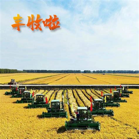 融媒在线丰收组图北大荒全力推进秋收生产 赵阳 张永刚 大地