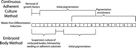 Strategies For Differentiation Of Pluripotent Stem Cells Into Rpe In