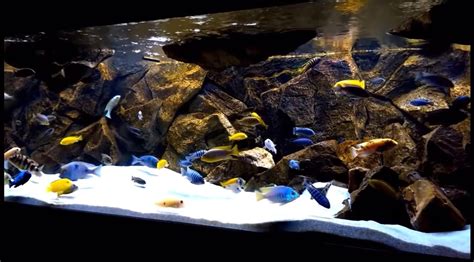 Beautiful African Cichlid Tank Setup Amazing 100 Male African Cichlids
