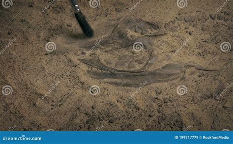 Jurassic Fish Fossil Is Excavated With Brush Stock Video Video Of
